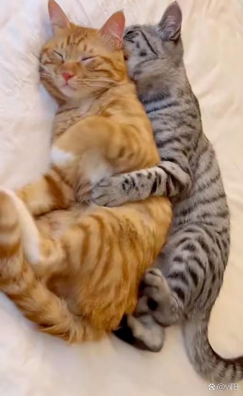 猫咪一直在蹭,一直在叫图标