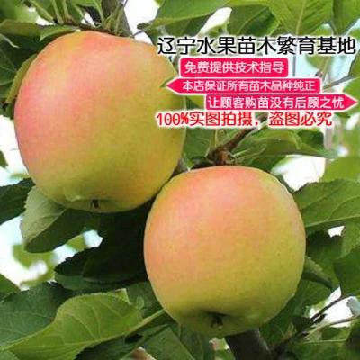 水蜜桃苹果