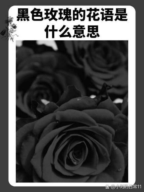 黑色玫瑰寓意图标