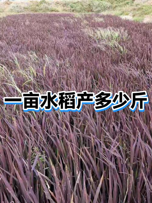 一亩稻子多少钱截图