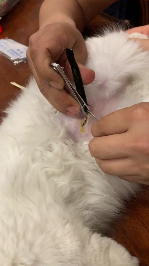 母猫怎么绝育截图