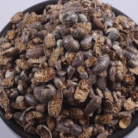 中药里面黑色虫子是什么虫图标