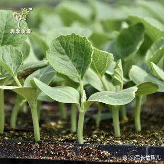 绿南瓜为何要尽量少吃图标