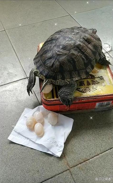 乌龟下蛋对主人好吗截图