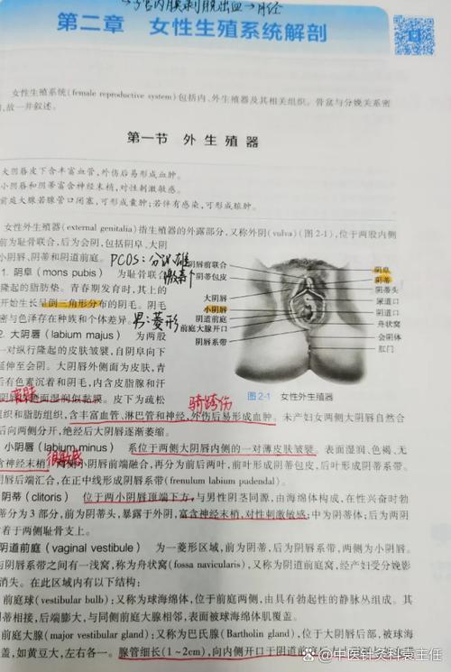 女性身体各部位名称图标