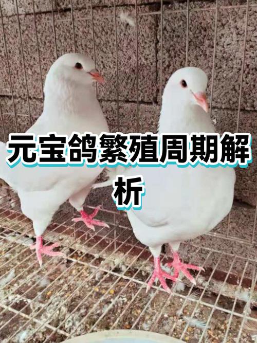 元宝鸽有什么用途图标