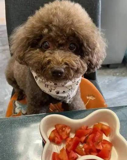 狗吃西红柿好不好截图