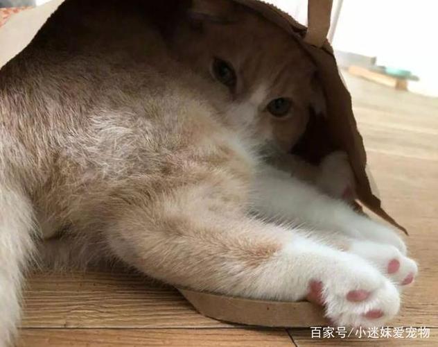 猫咪喜欢和主人玩躲猫猫图标