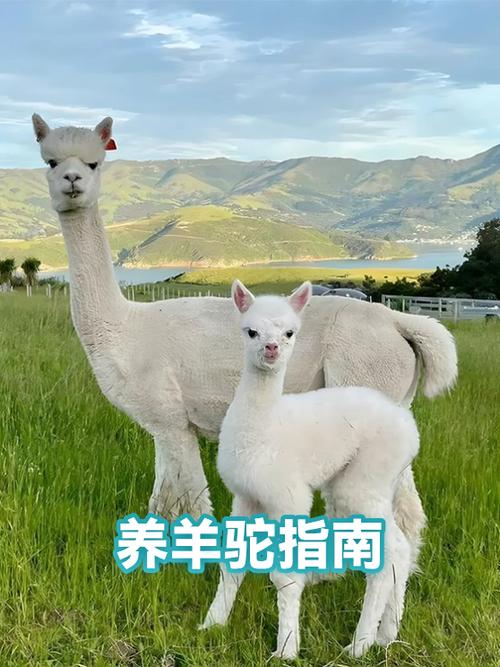 驯服羊驼需要什么图标