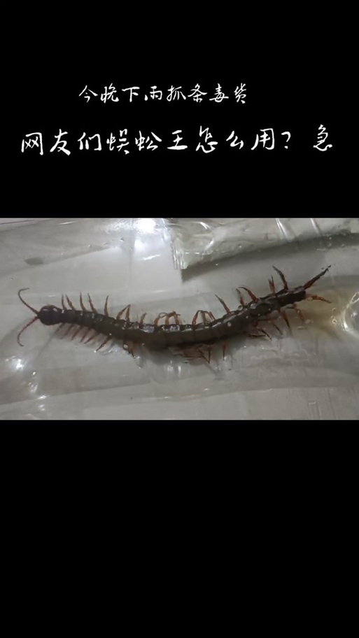 开局练了一条毒蜈蚣