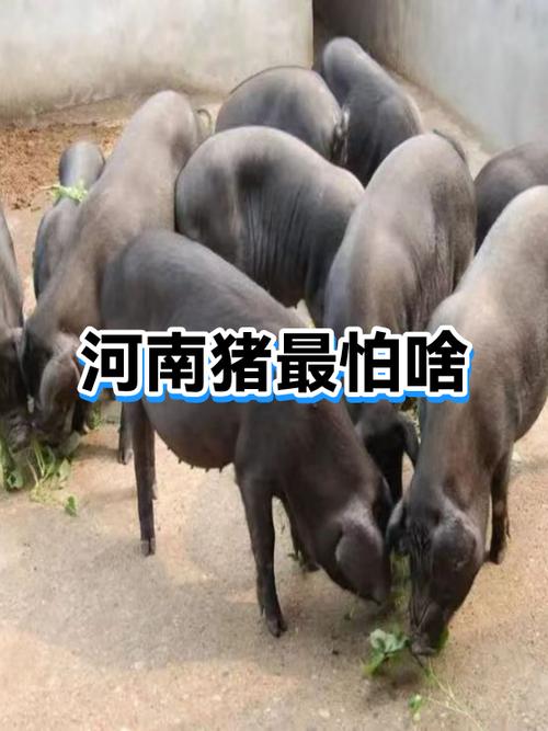 猪叫不停最怕三个东西图标
