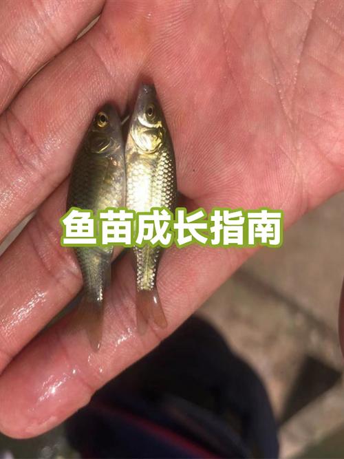 小鱼需要去内脏吗?图标