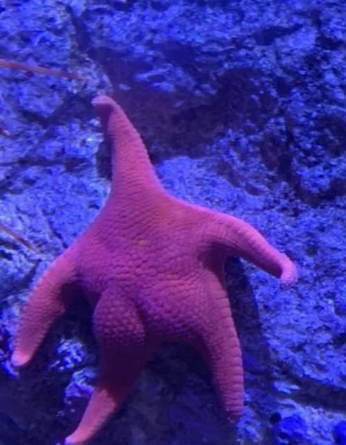 海星的复仇一口气看完截图