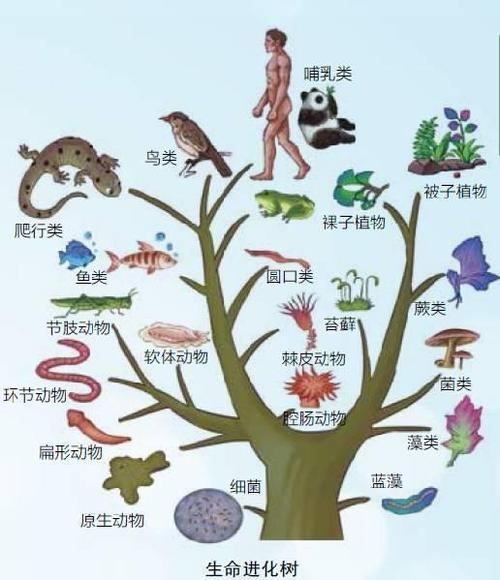 生物进化图标