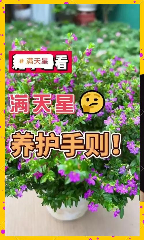花店买的满天星花束怎么养图标