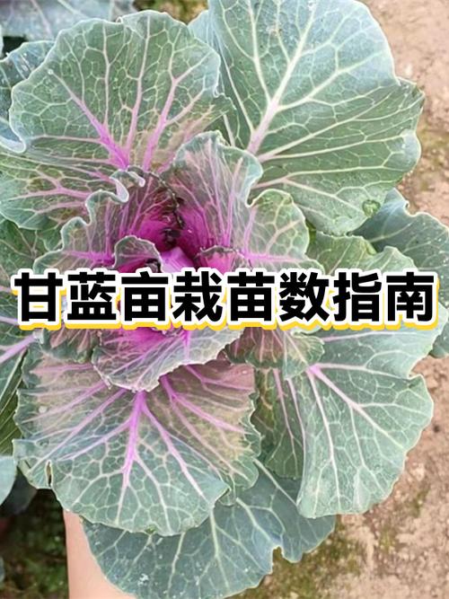 1亩甘蓝一年亩收入截图