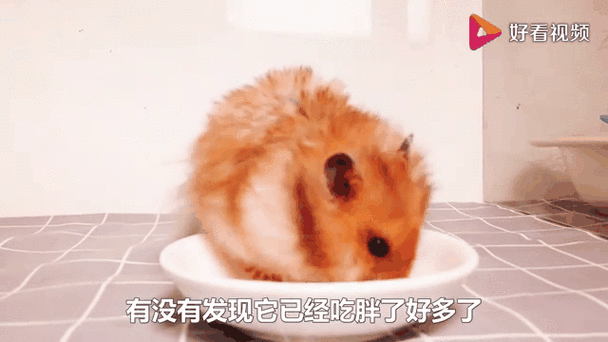 仓鼠吃猪肉吗图标