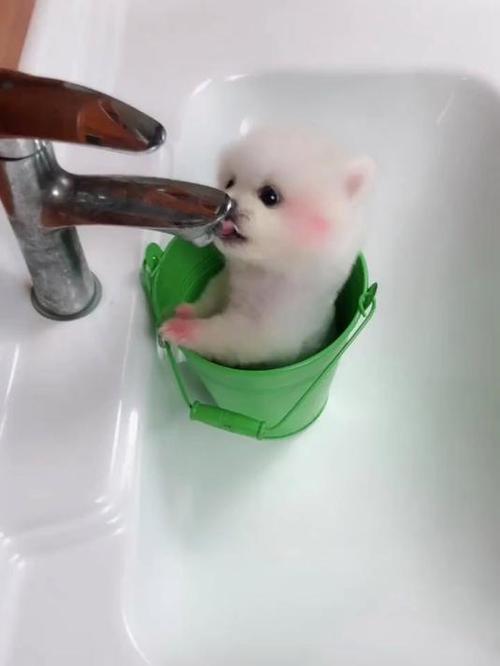 小小狗狗截图