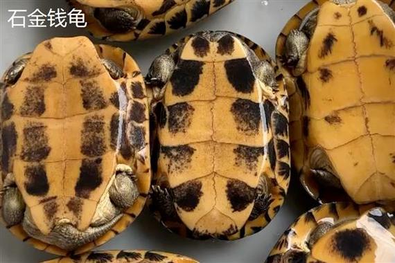 金钱龟品种区别图标