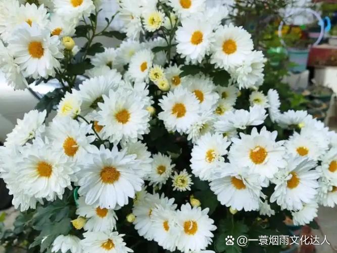 花瓣采集赚钱方法图标