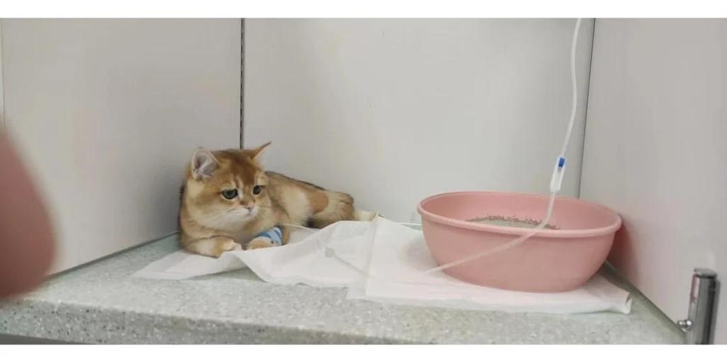 猫腿上有凸起的硬块图标