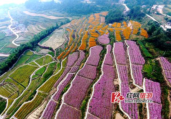 美团送花给对方会知道是谁送的吗图标