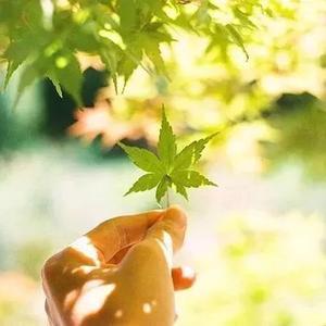 微信头像清雅淡然图标