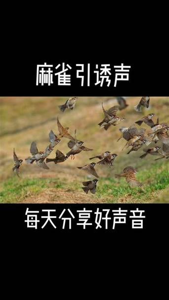 诱捕麻雀叫声30分钟截图