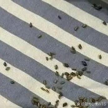 酒店床单上有微小的虫子截图