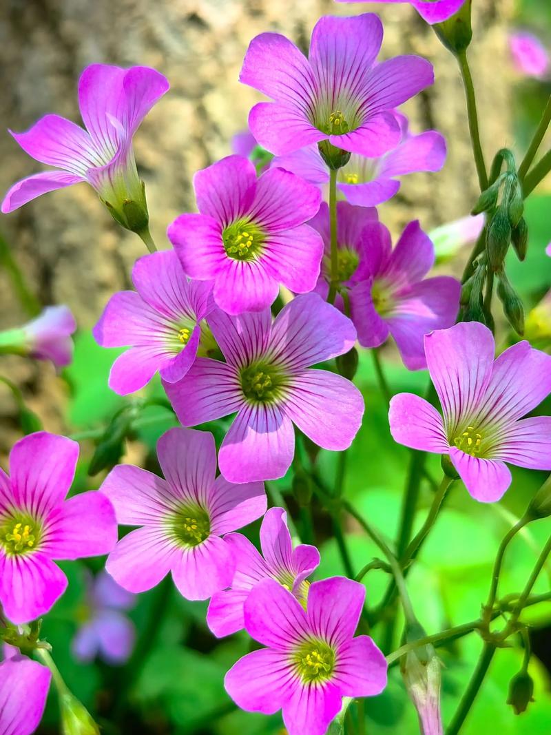 小花生活我爱卡