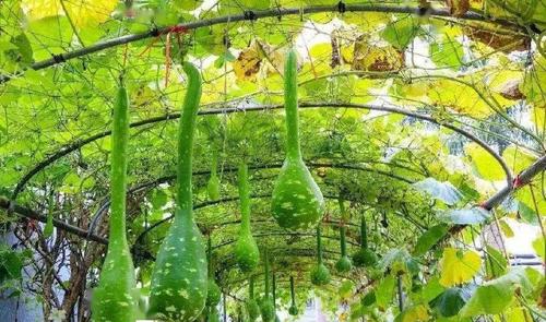 菜园游戏图标