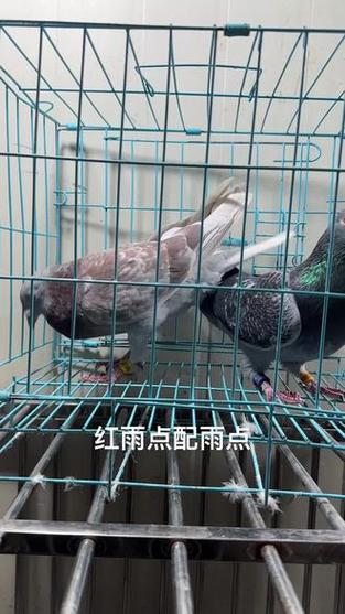 红雨点公配最忌三种颜色