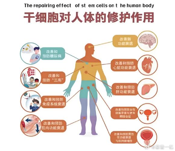 干细胞对人体有什么作用图标