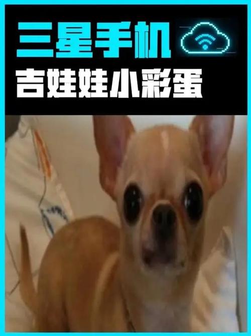 三星息屏小动物app最新版本更新内容图标