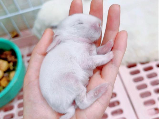 兔子生宝宝视频图标