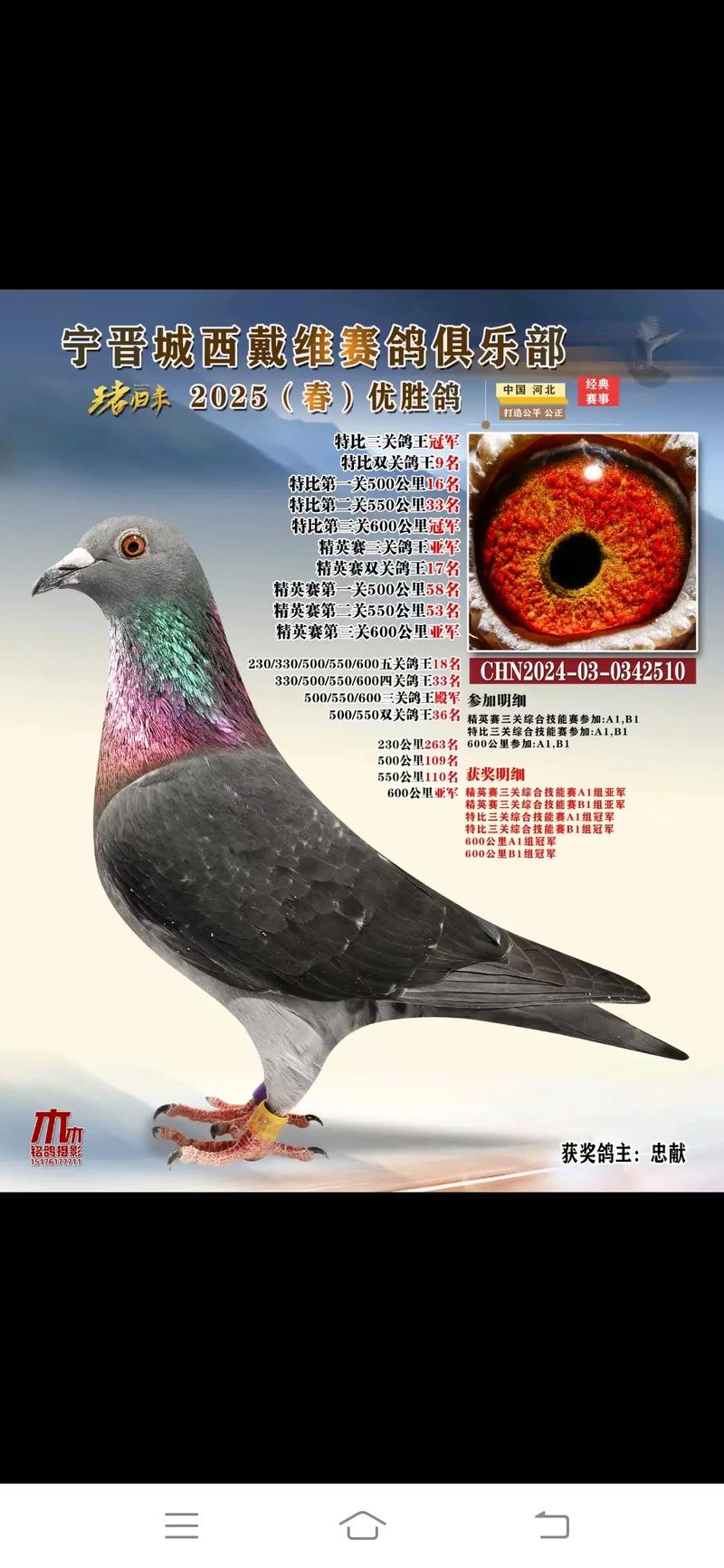 中国信鸽信息网首页网图标