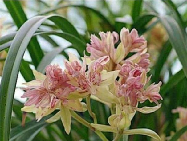 花中花属于什么档次图标