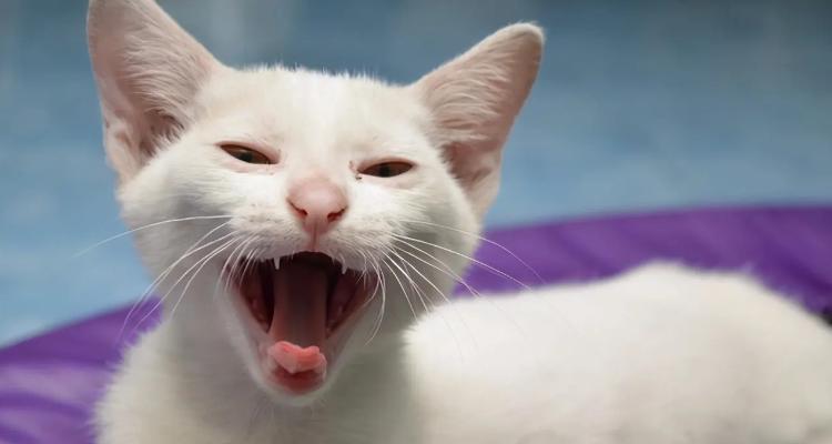 猫凑近闻你脸是什么意思截图