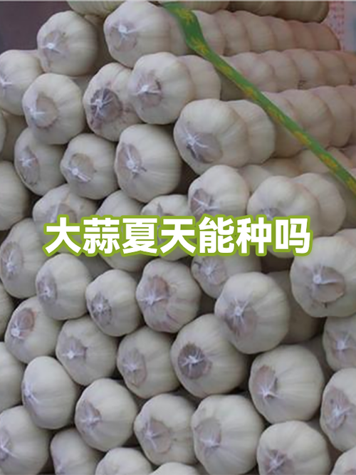 大蒜论坛图标