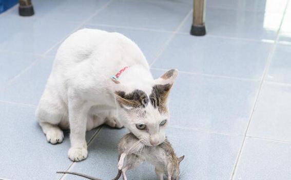 猫一般多大才抓老鼠截图