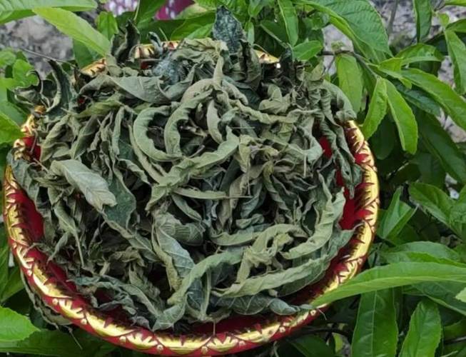 鹧鸪茶为什么叫死人茶图标