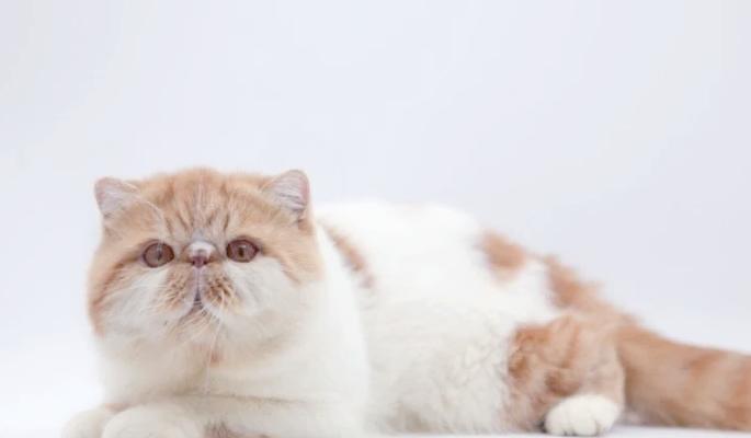 加菲猫怎么喂养截图