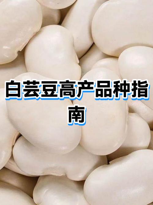 芸豆最好三个品种图标