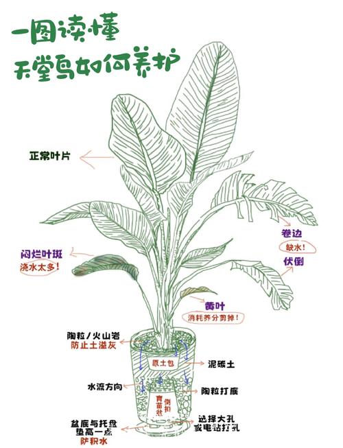 灵魂岛天堂鸟怎么抓截图