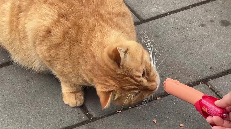 喂流浪猫什么截图