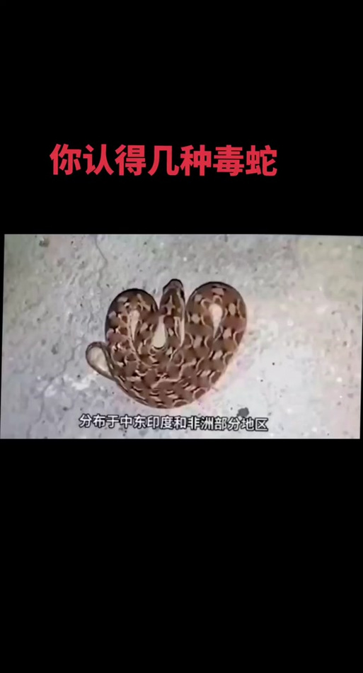 蝰蛇是什么意思