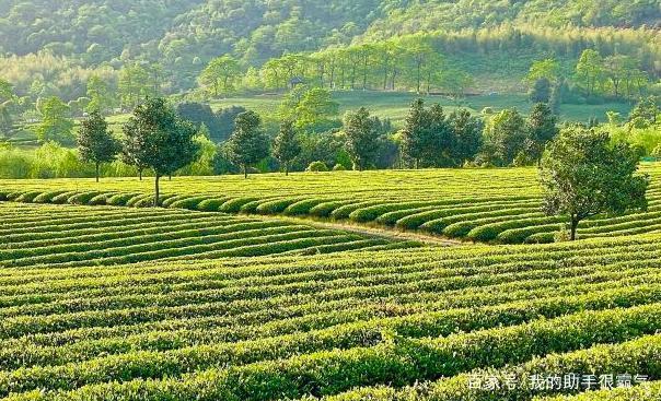 一亩茶园一年有多少收入图标
