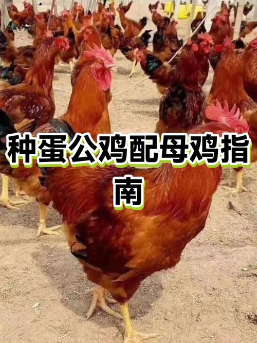 养公鸡赚钱还是母鸡赚钱图标