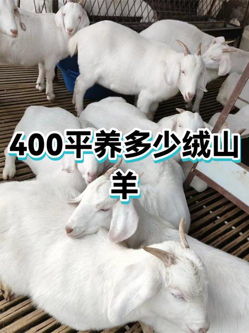 养羊怎么养截图