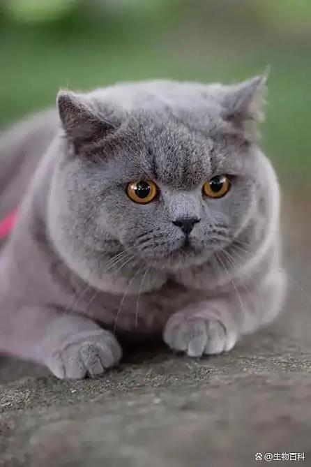 蓝猫视频更新后叫什么图标